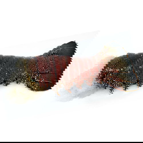 how long to cook frozen 5 oz lobster tails